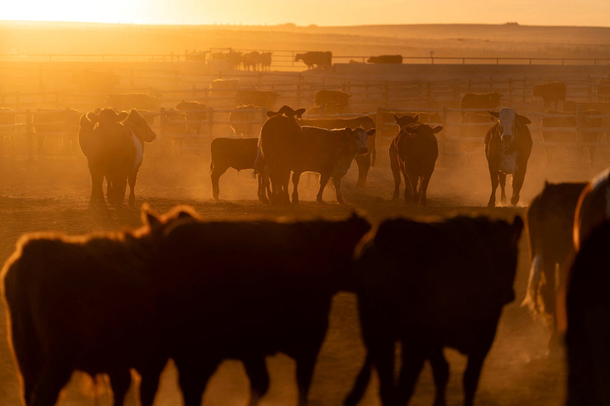 Trump plans to boost beef imports to bring down record prices: report