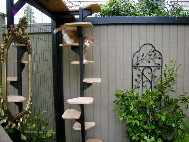 What is a catio? The outdoor upgrade your cat will love
