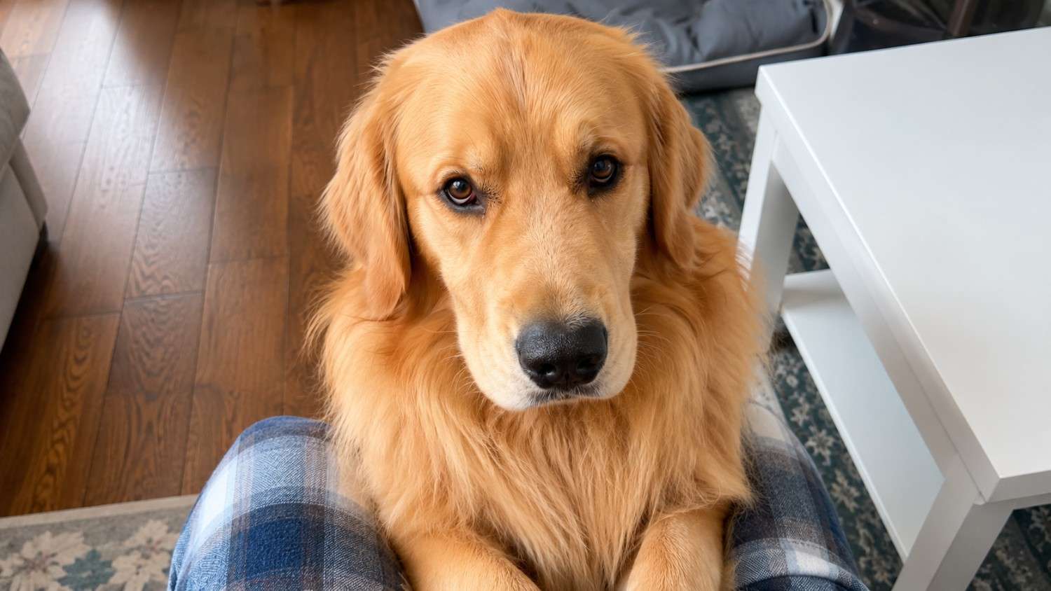 Tucker has strange dog habits