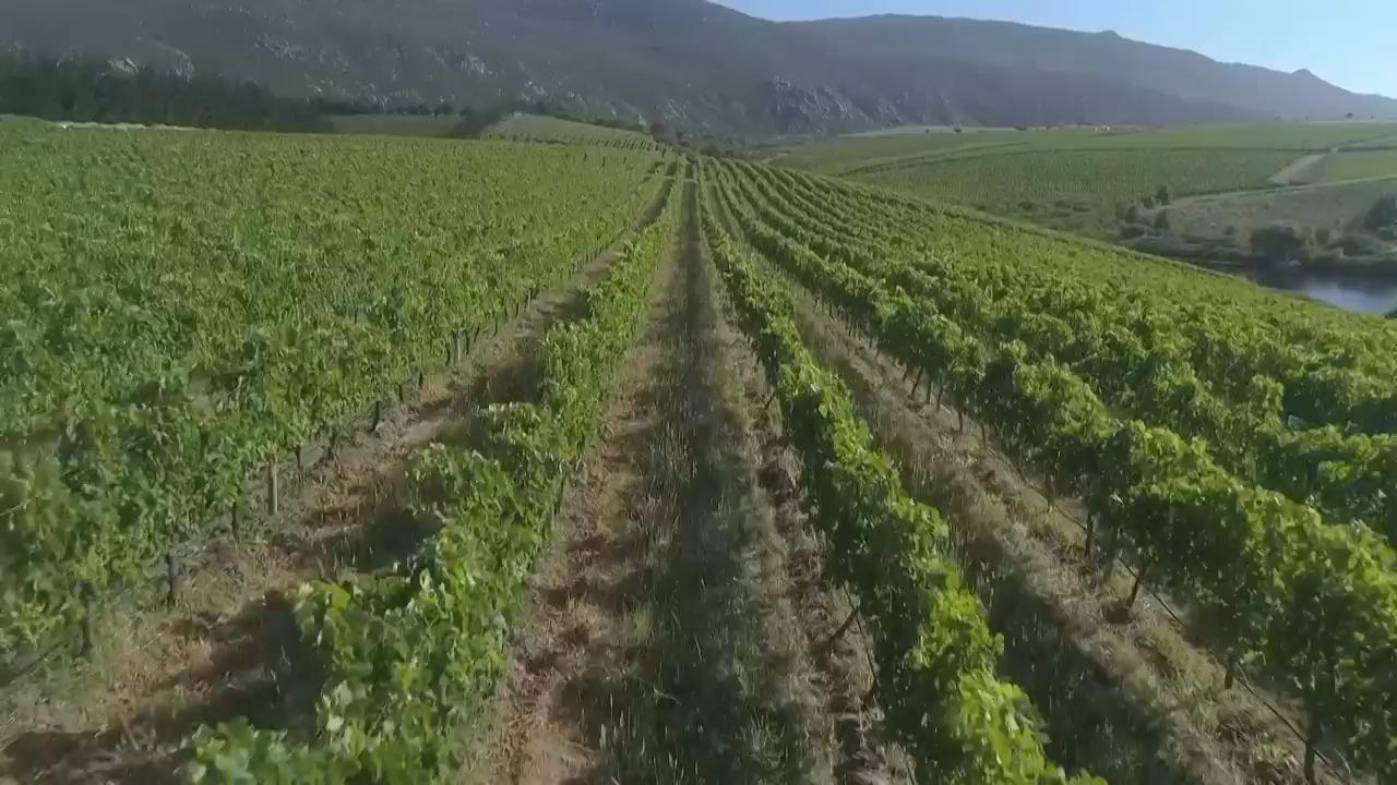 South African winemaker growing pinot noir in the face of climate change