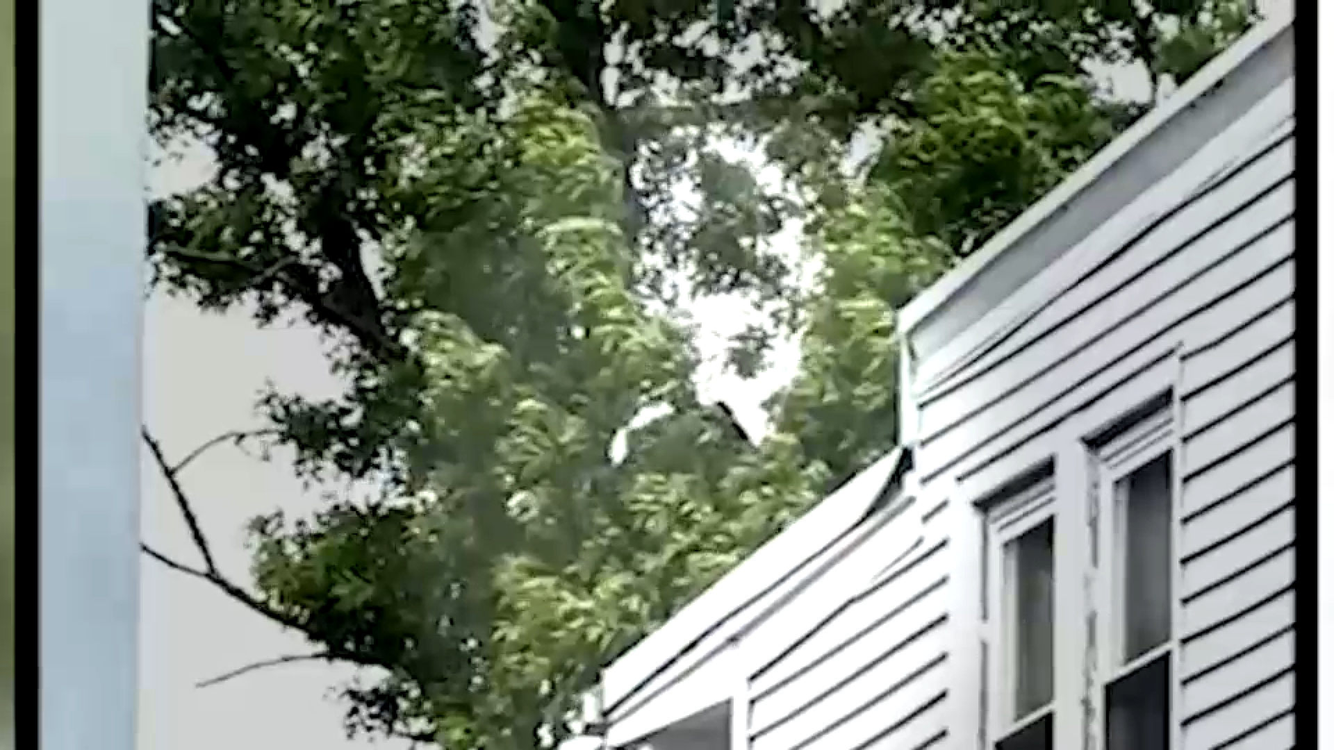Bear stuck up in very tall tree in Elizabeth, NJ neighborhood