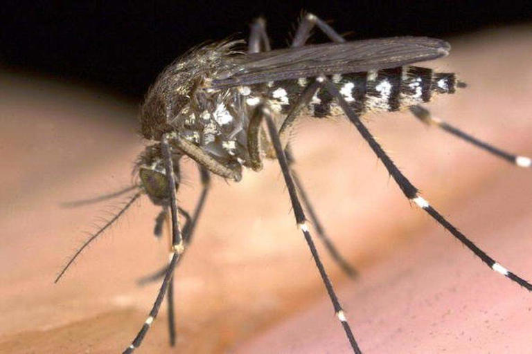 Mosquito surge prompts aerial spraying in western Miramar. When, what ...