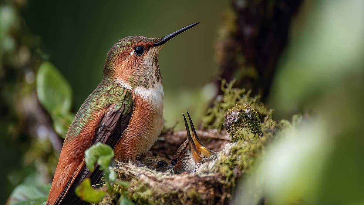 Hummingbird stops by to help feed baby birds like a little angel