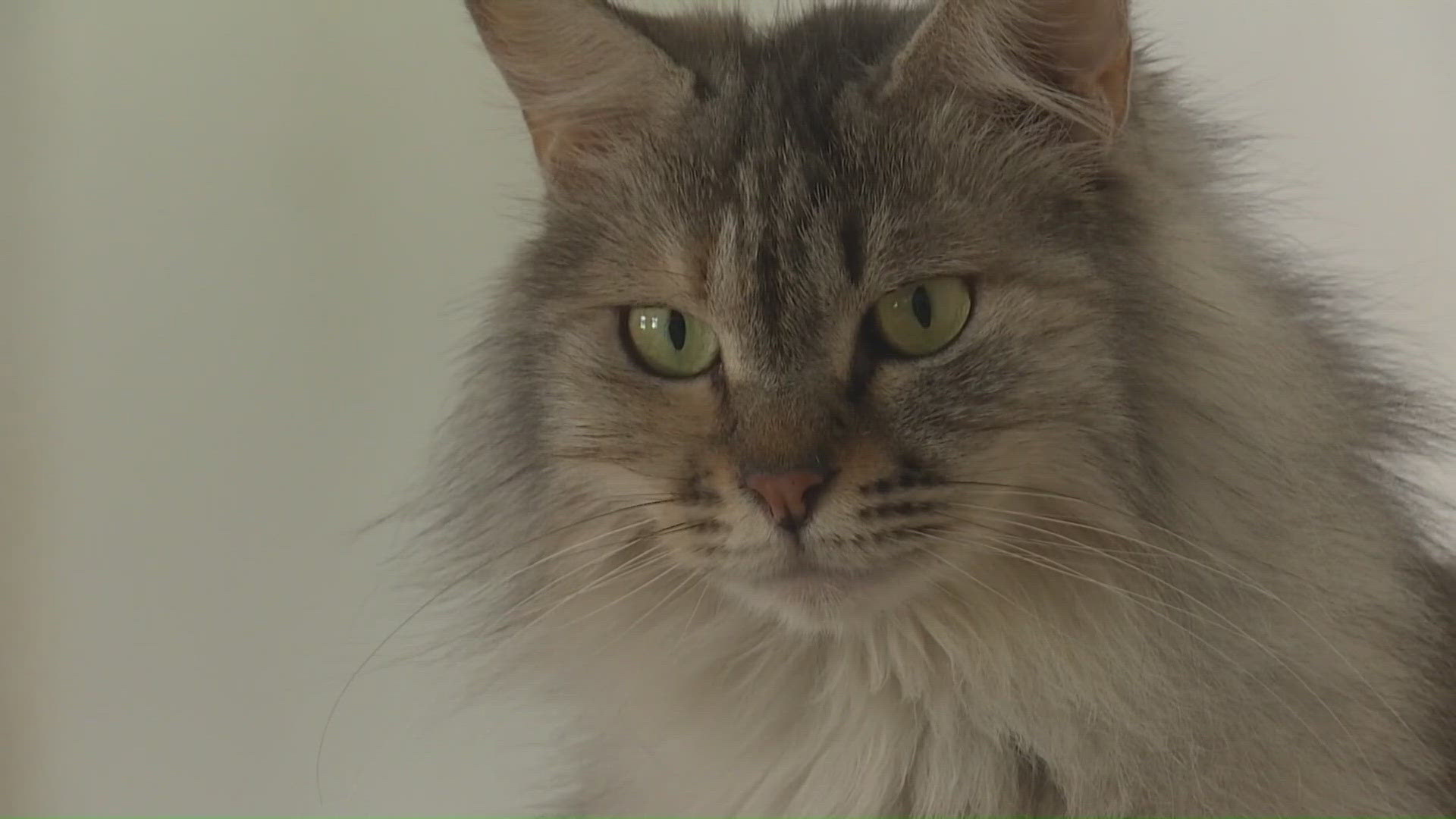 Cats overtake dogs in popularity in parts of Asia