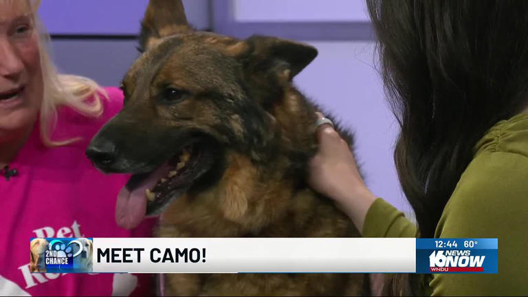 2nd chance pet: Camo