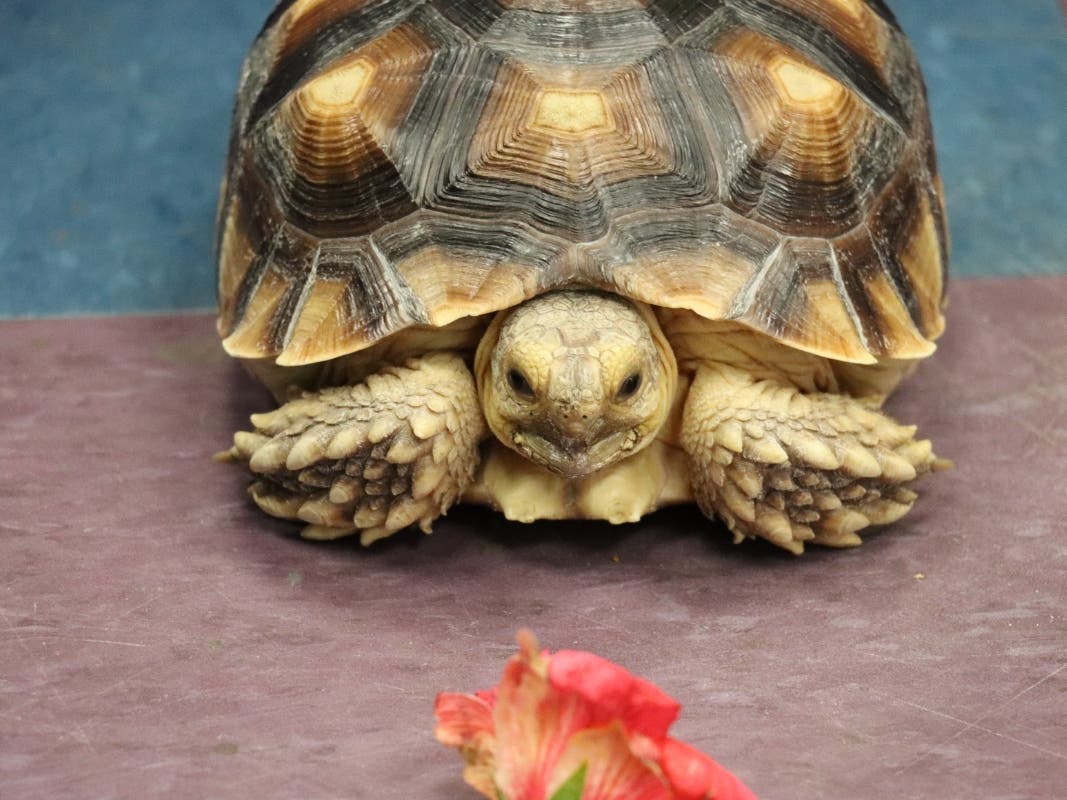 San Diego Humane Society offering microchip clinic, waiving adoption ...