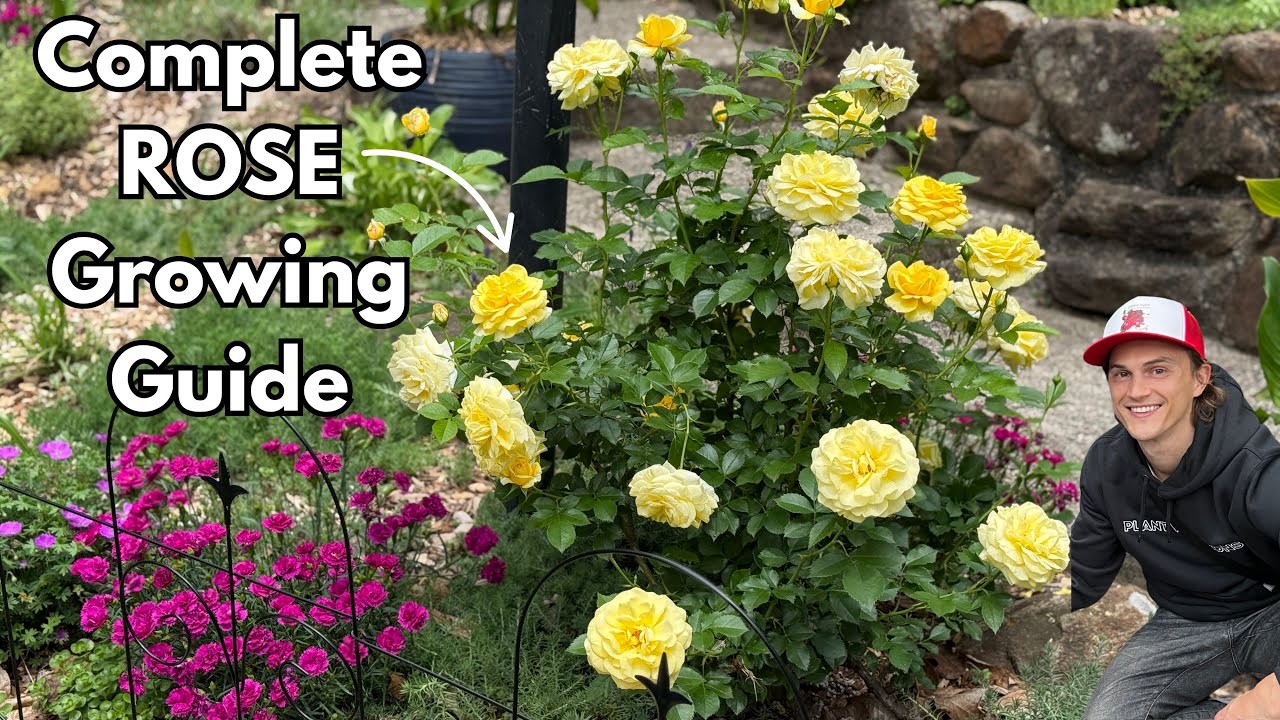 Roses - how to prune - from spring to fall