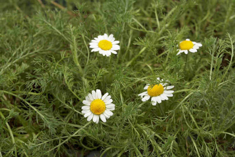 8 easy herbs to grow for flavorful homemade tea