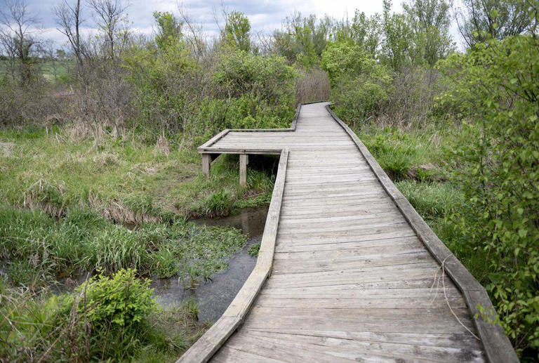 How should Millbrook Marsh's boardwalk be replaced? Community input sought