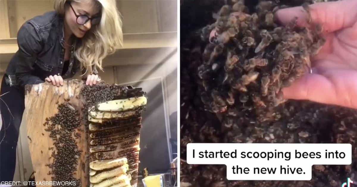This beekeeper is trending for saving the bees