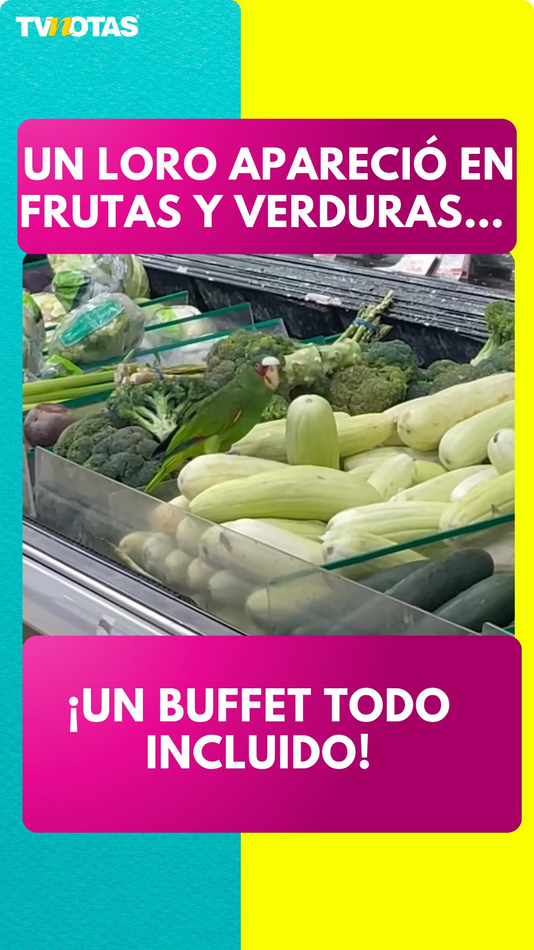 Clientes quedan sorprendidos al ver a un loro en supermercado de Cozumel