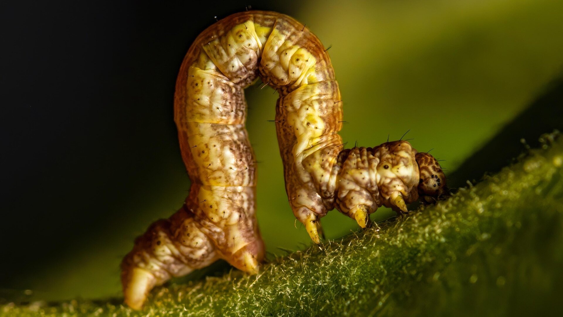 Inchworm-inspired robot uses 10 MeV-tolerant muscles to navigate Mars ...