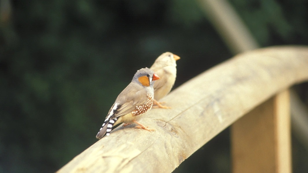 Study finds humans and zebra finches share speech learning method