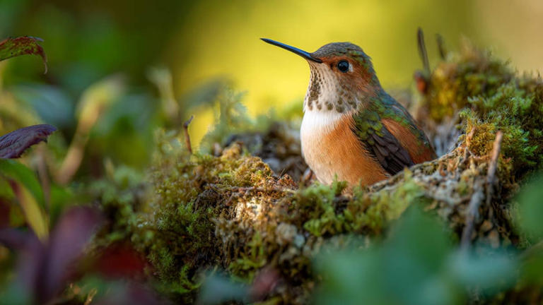 Hummingbird stops by to help feed baby birds like a little angel