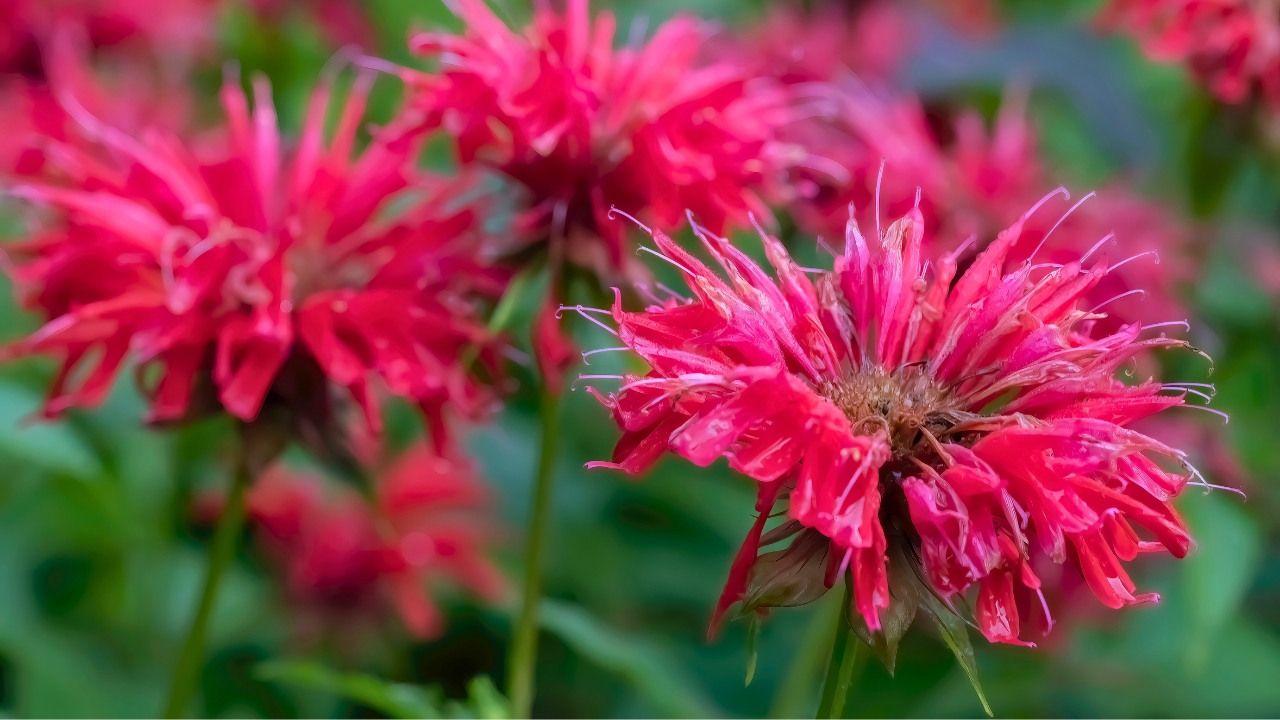 15 plants that keep mosquitoes out of your yard