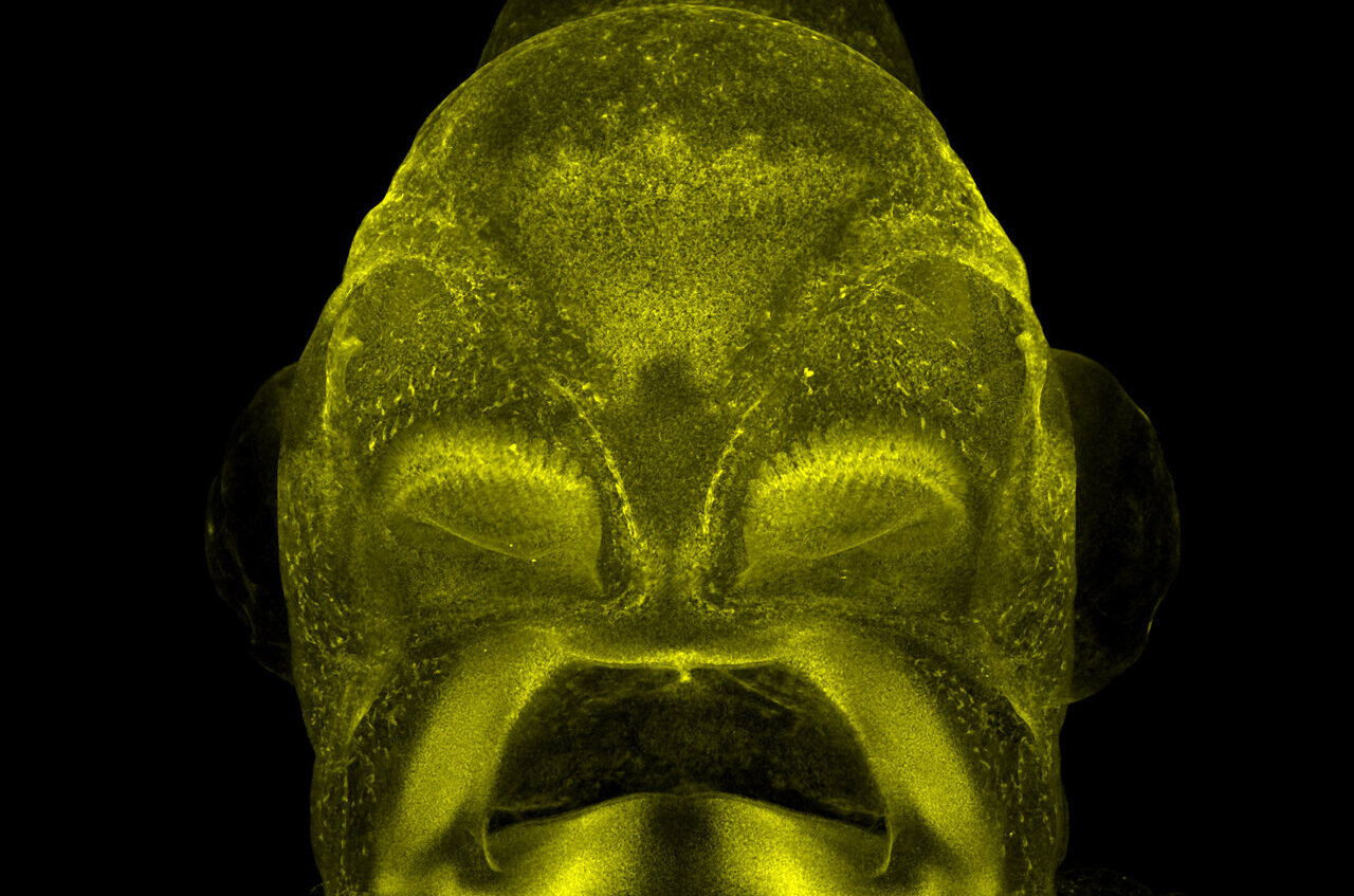 Shark face study uncovers 400-million-year-old blueprint shared across ...