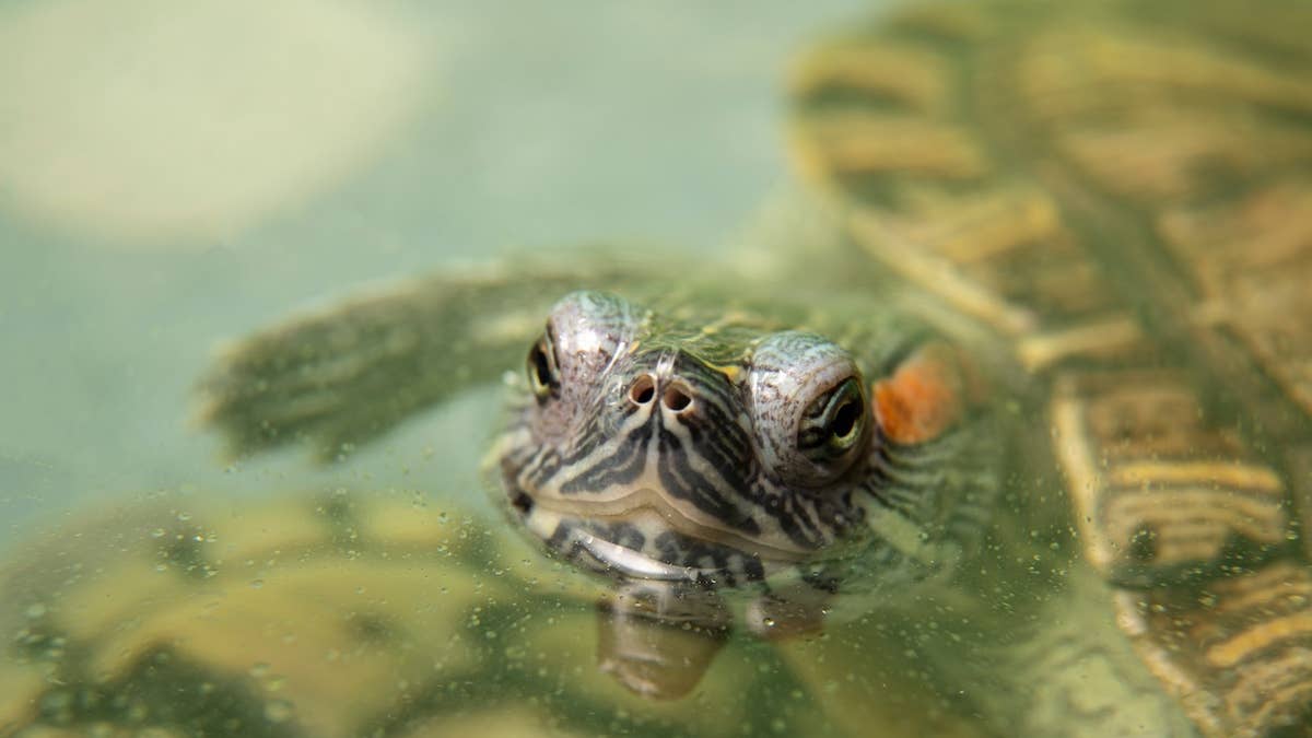 Abandoned pet turtle living in pond is so grateful for woman bringing food