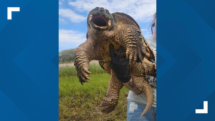 Snapping turtle found struggling on Lake MI shoreline back in his ...