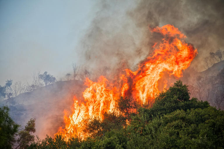 Fuego fuera de control en los Everglades: casi 5,000 acres consumidos ...