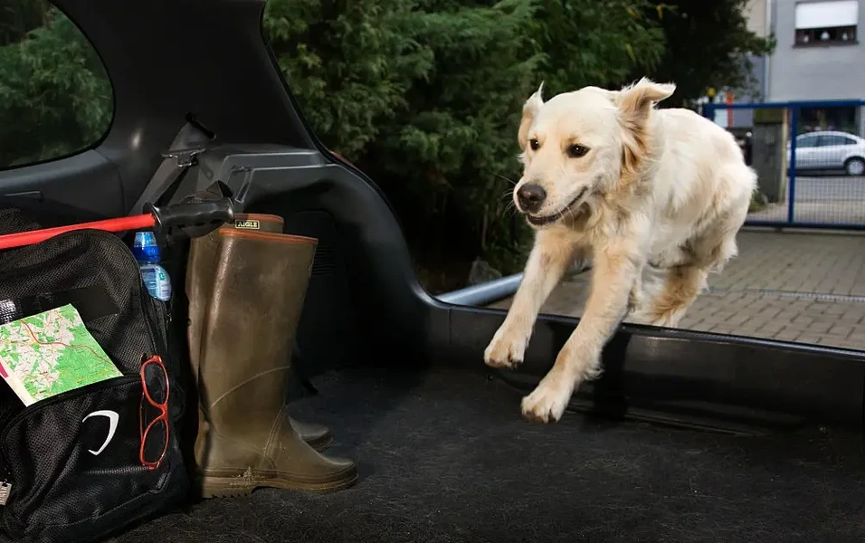 Rescue pup and golden retriever spark viral meme frenzy