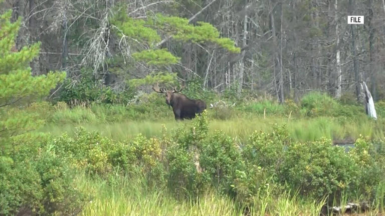 Maine hunters have one week left to enter moose lottery