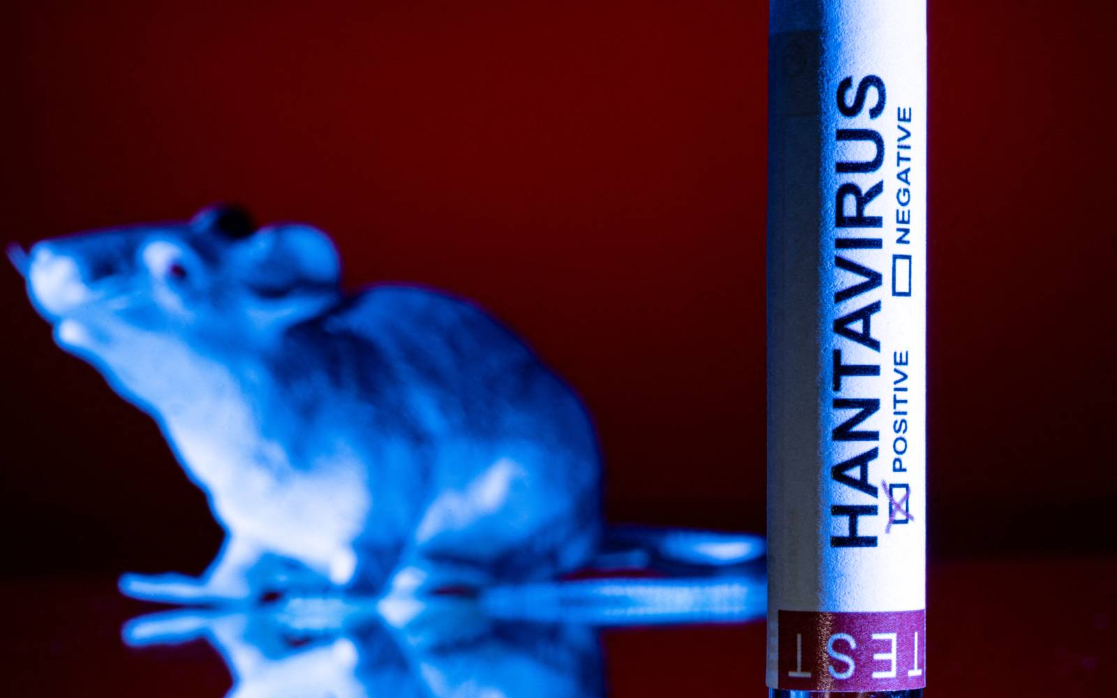 WHO says hantavirus most infectious as soon as symptoms appear