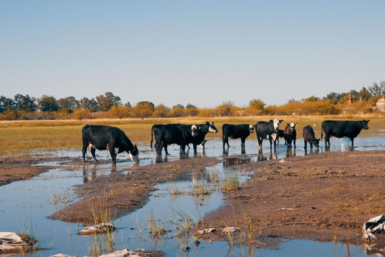 A Farmer Abandoned Five Cows on a Remote Island in 1871. 130 Years ...