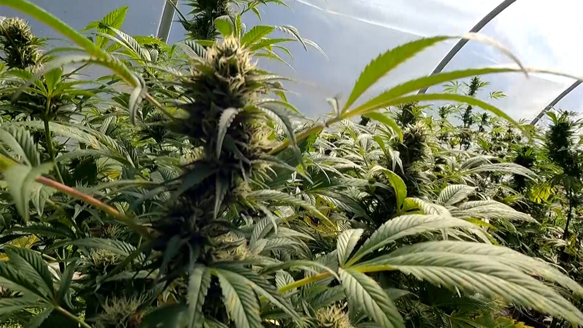 Vermont advising Ghana on budding cannabis industry