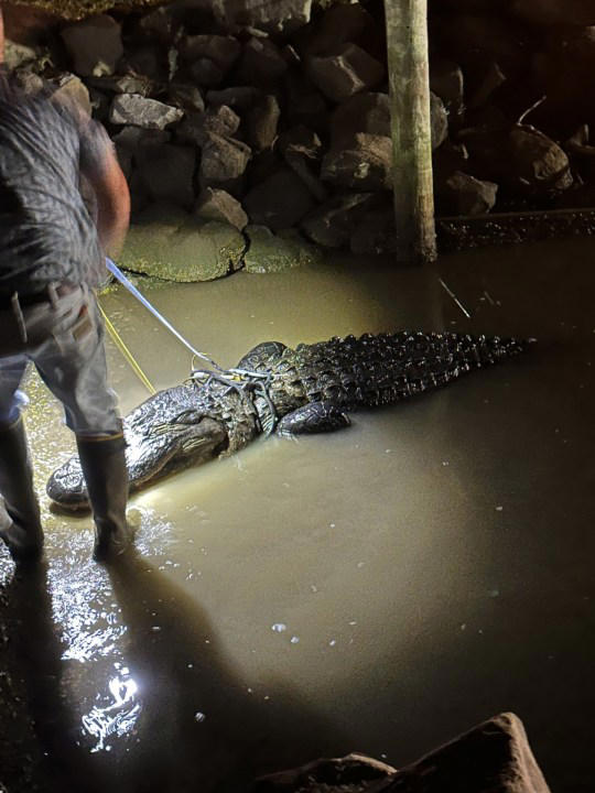 12-foot alligator fed by humans ends up killing woman’s dog