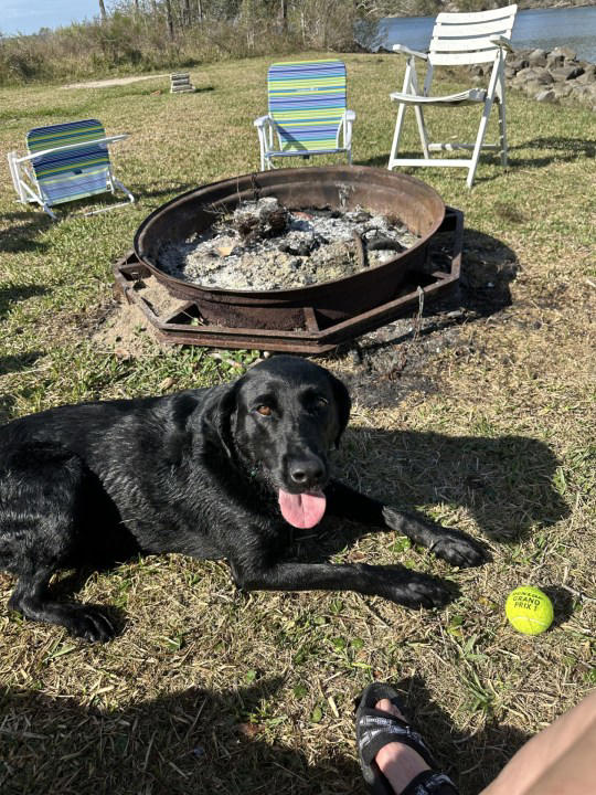 Gulf Shores woman tries to save dog killed by alligator