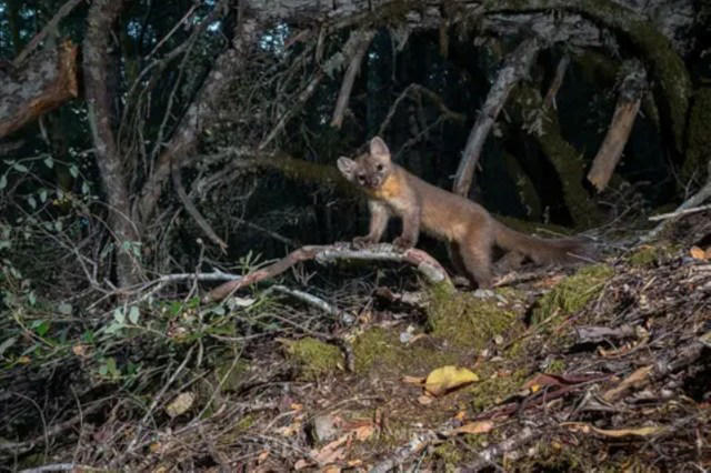 Scientists spot 46 rare, elusive martens on remote trail cameras in ...