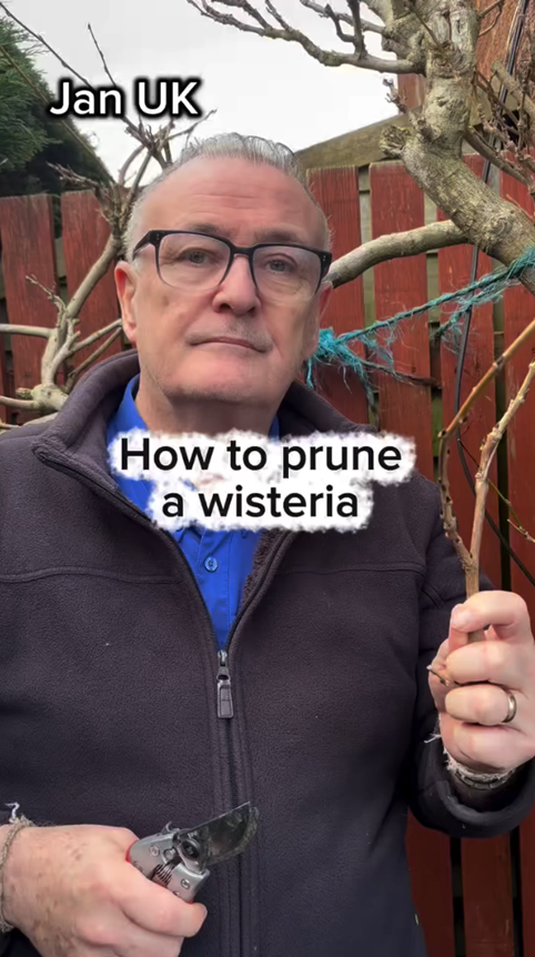 How to prune a wisteria