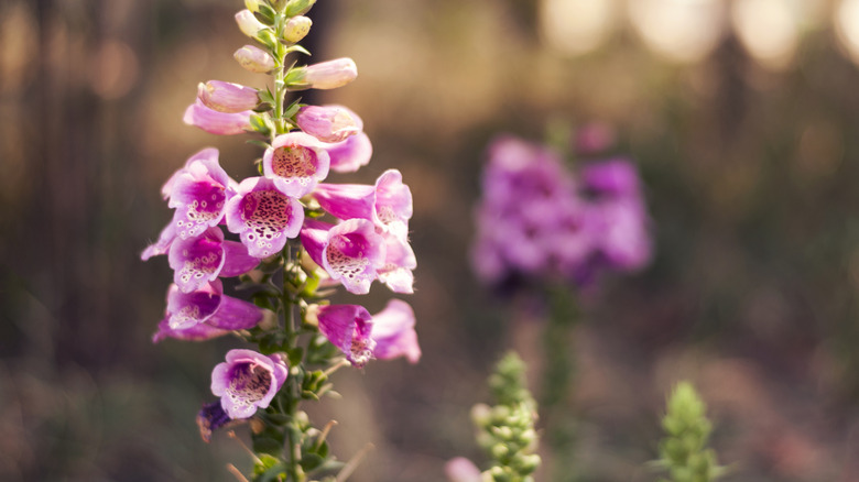 The 13 best types of tubular flowers to lure hummingbirds to your yard