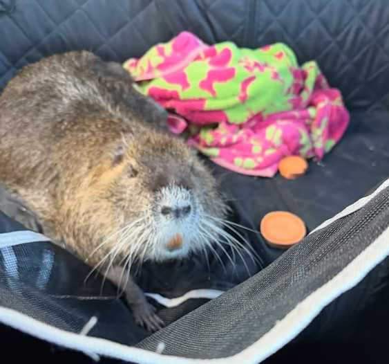 New Orleans icon Neuty the nutria dies after cancer battle