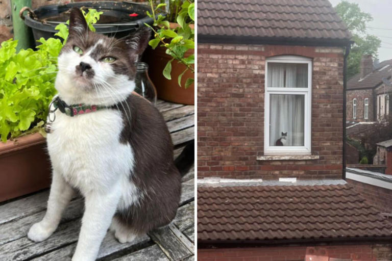 Woman in tears over missing cat; 30 hours later, she looks in neighbor ...