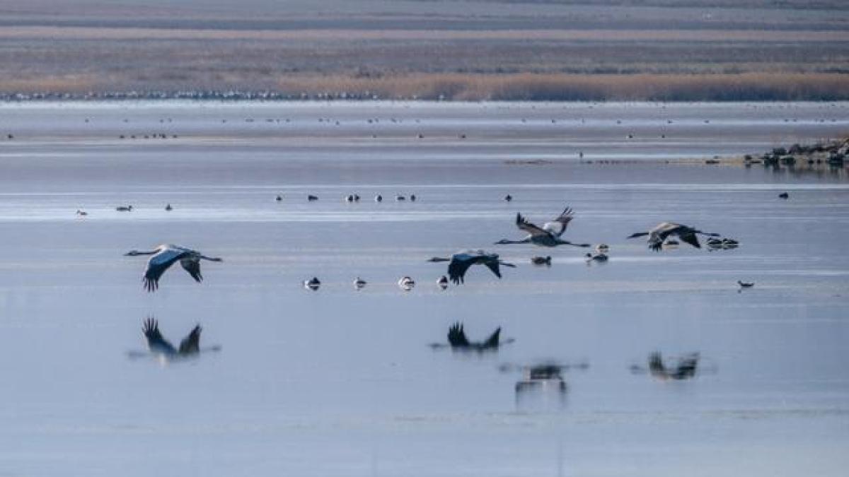 Las grullas de Gallocanta