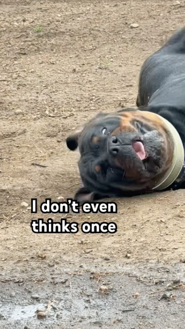 Rottweiler reacts like this? People think too much