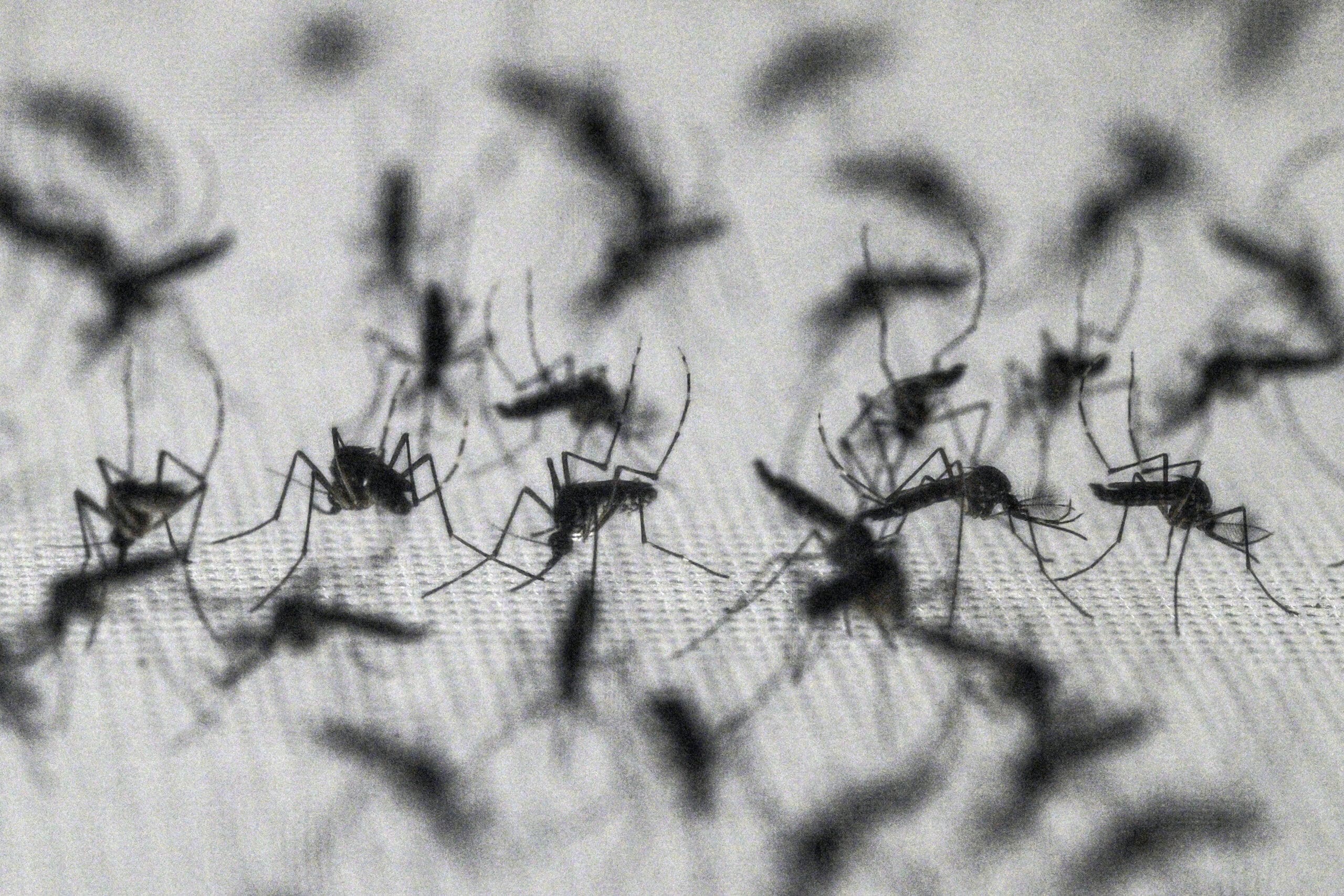 Why are some people mosquito magnets? Clues are emerging