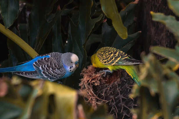 8 friendly birds that secretly love human company