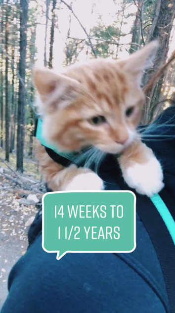 This cat’s comfort progress is so heartwarming to see