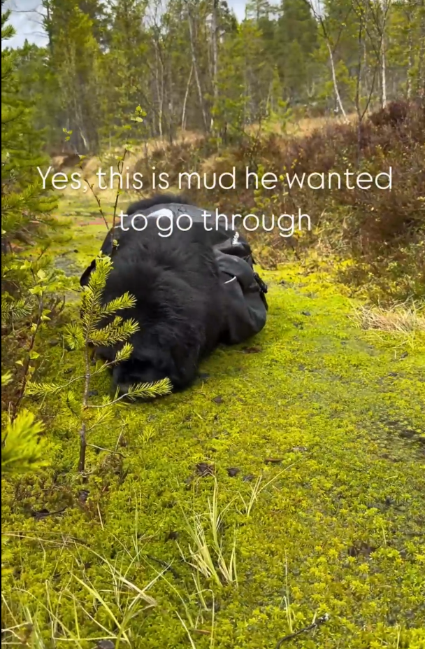 My Newfoundland dog insisted on going through muddy water and it got ...