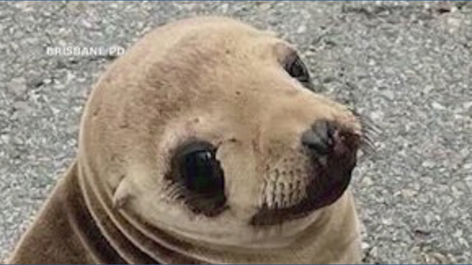 Little sea lion saved from roadway