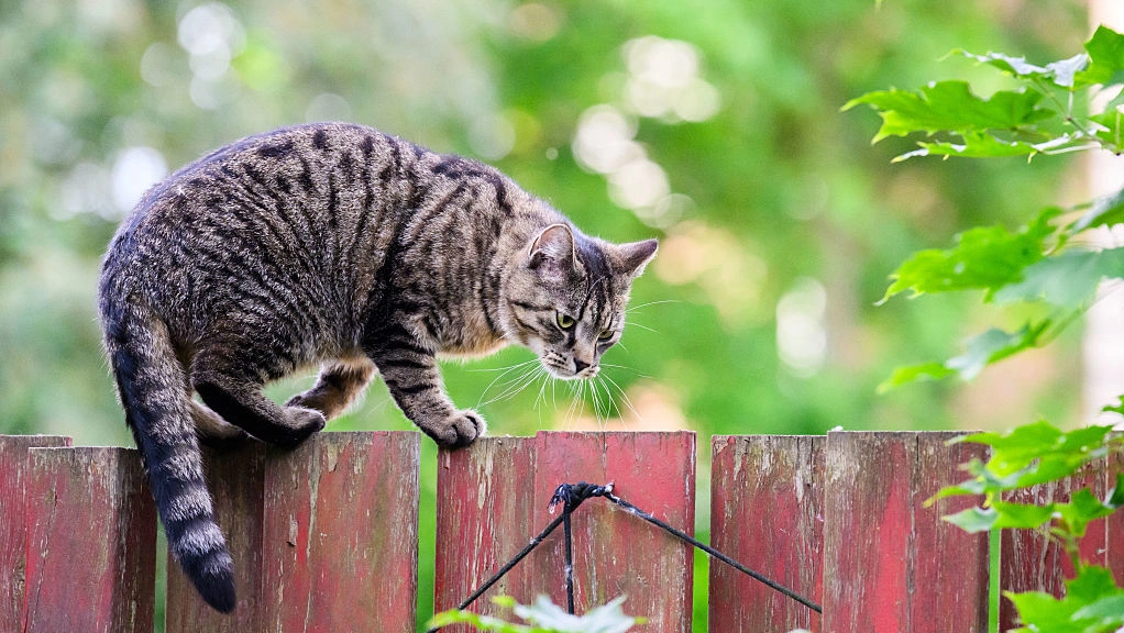 Give your cat the purrfect outdoor haven