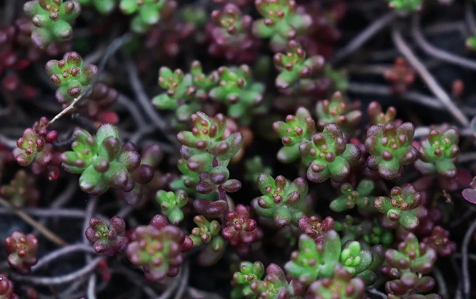 Low-maintenance plants for busy gardeners