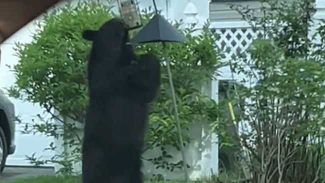 Black bear casually crosses suburban street and hangs out in front yard