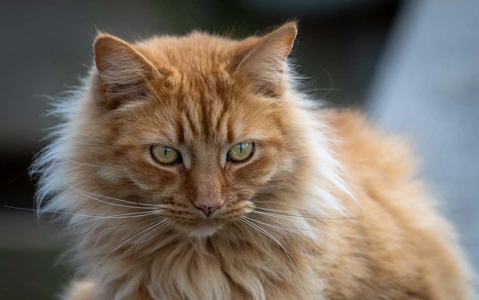 Understanding your cat’s secret inner world