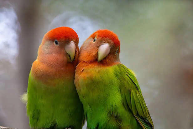 8 friendly birds that secretly love human company