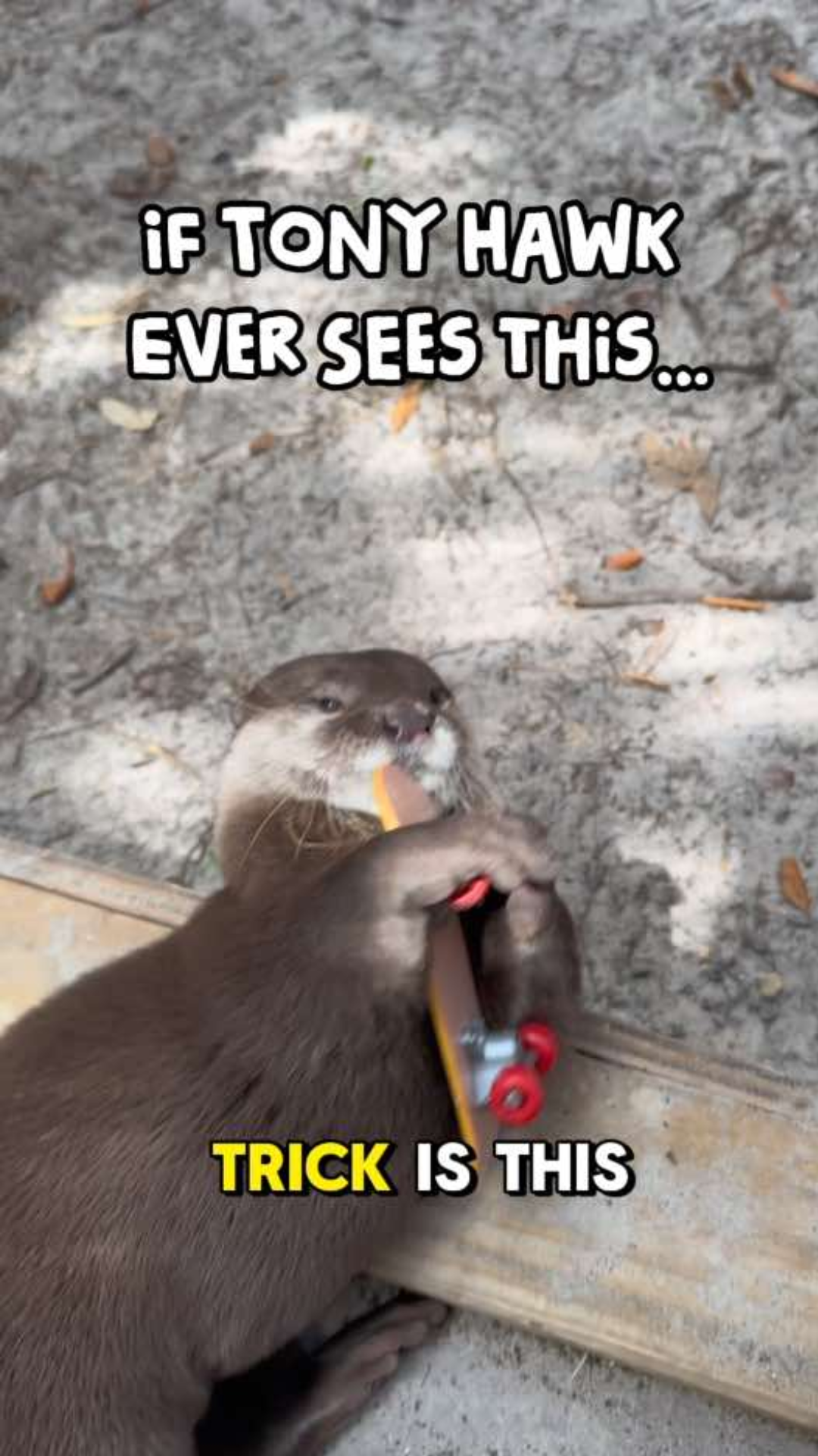 These adorable animals look ready for skateboard lessons