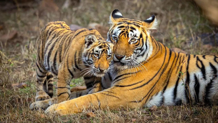 Seven big cats, one global mission: India to host first IBCA summit on ...