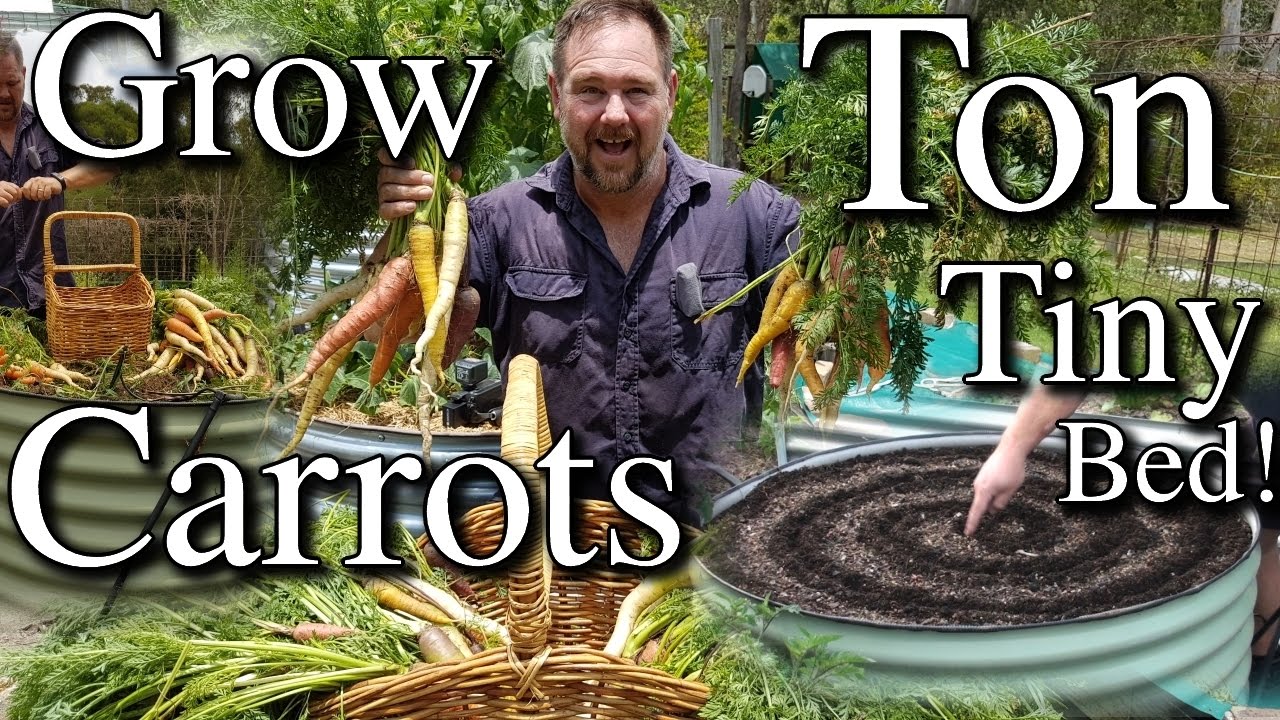 Harvesting rainbow heirloom carrots from raised beds: Mark’s easy ...